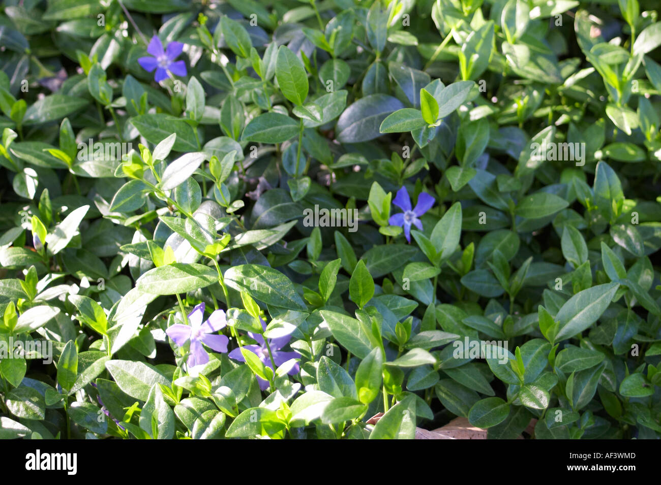 Apocynaceae. Vinca minor. Small Periwinkle Stock Photo - Alamy