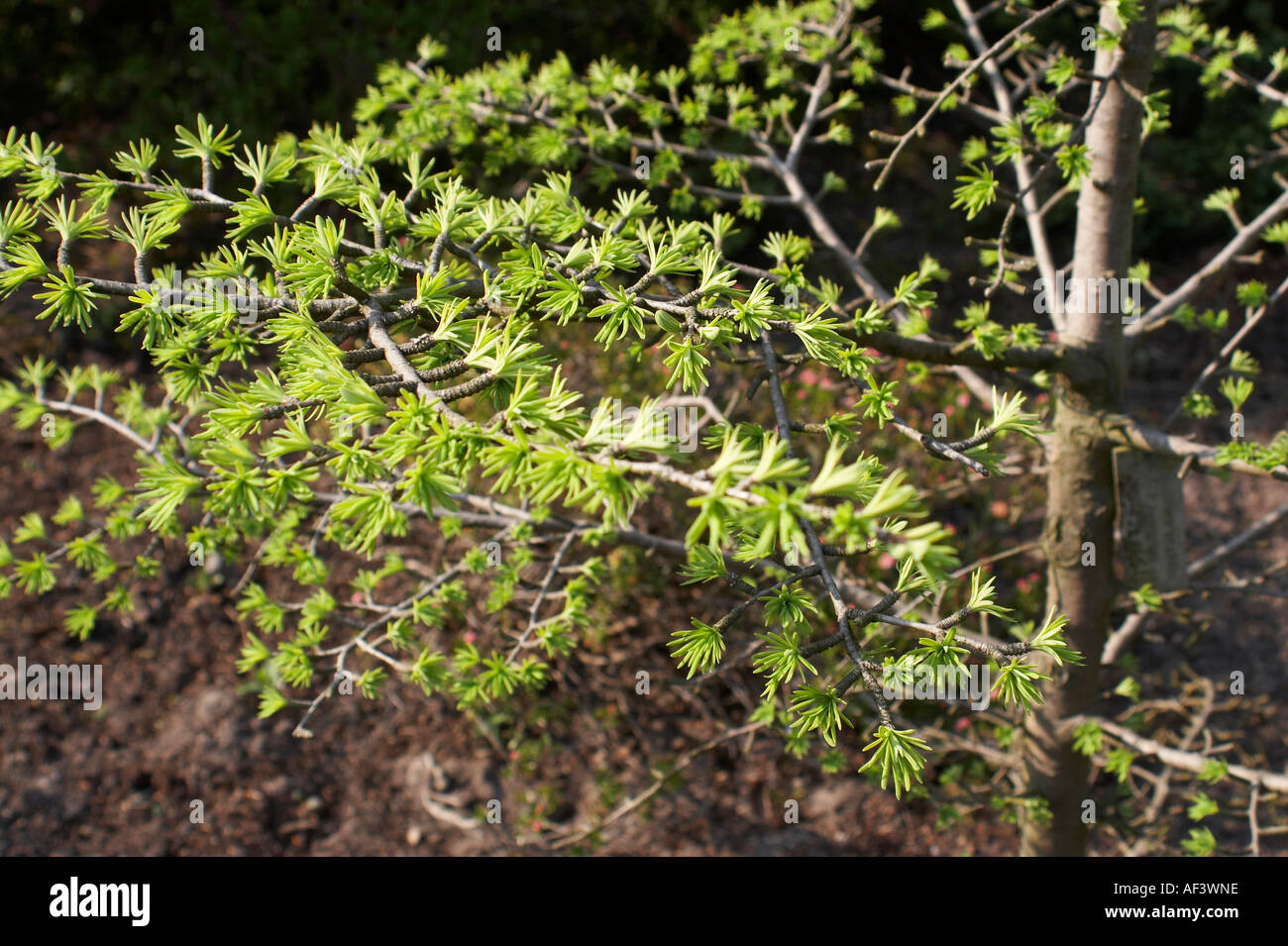 Pseudolarix amabilis hi-res stock photography and images - Alamy