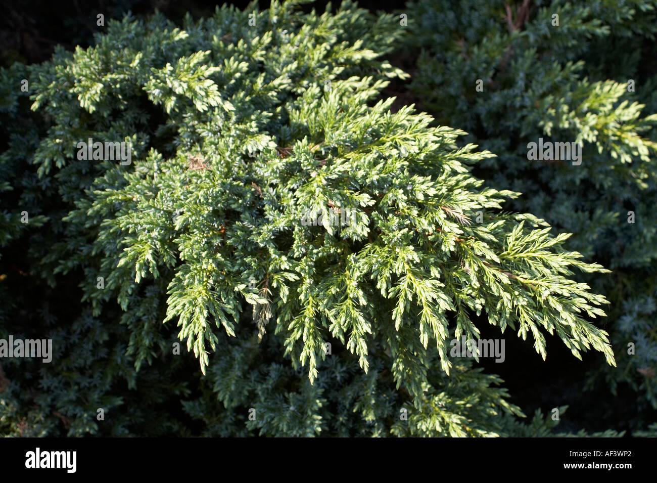 Cupressaceae. Juniperus sabina. Buffalo. Juniperus sabina Stock Photo ...
