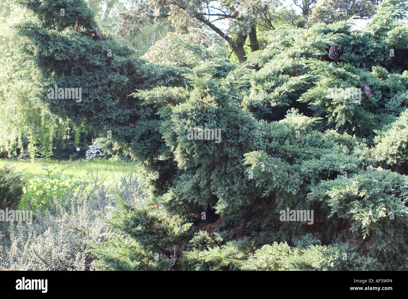 Cupressaceae. Juniperus sabina. Buffalo. Juniperus sabina Stock Photo - Alamy