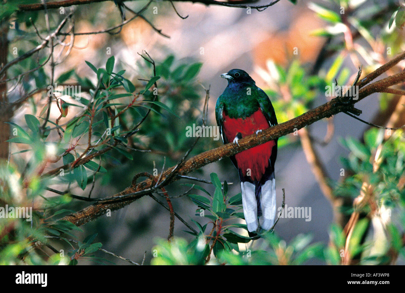 Eared trogon hi-res stock photography and images - Alamy