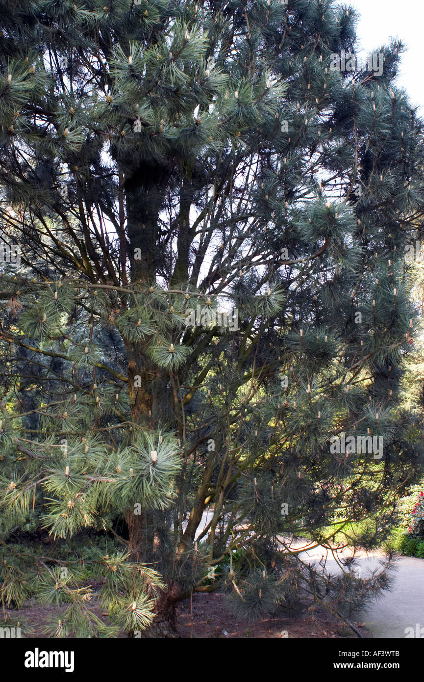 Pinaceae. Pinus Nigra Aurea. Black Pine Stock Photo - Alamy