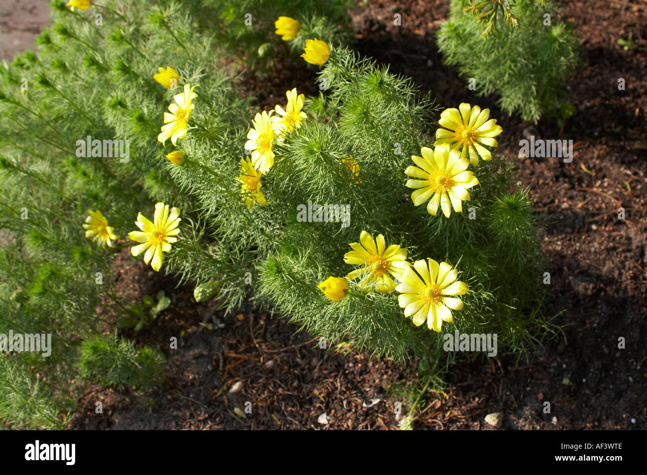 Ranunculaceae. Adonis vernalis. Sweet Vernal Stock Photo - Alamy