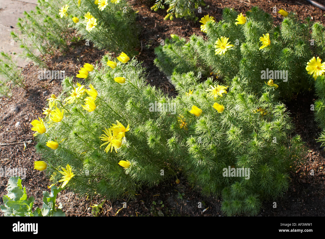 Ranunculaceae. Adonis vernalis. Sweet Vernal Stock Photo - Alamy
