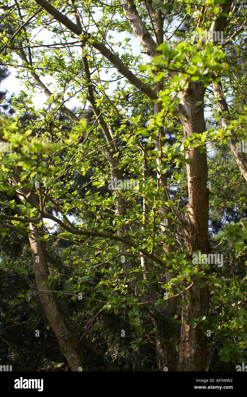 Botany trees rosaceae hawthorn hi-res stock photography and images - Alamy