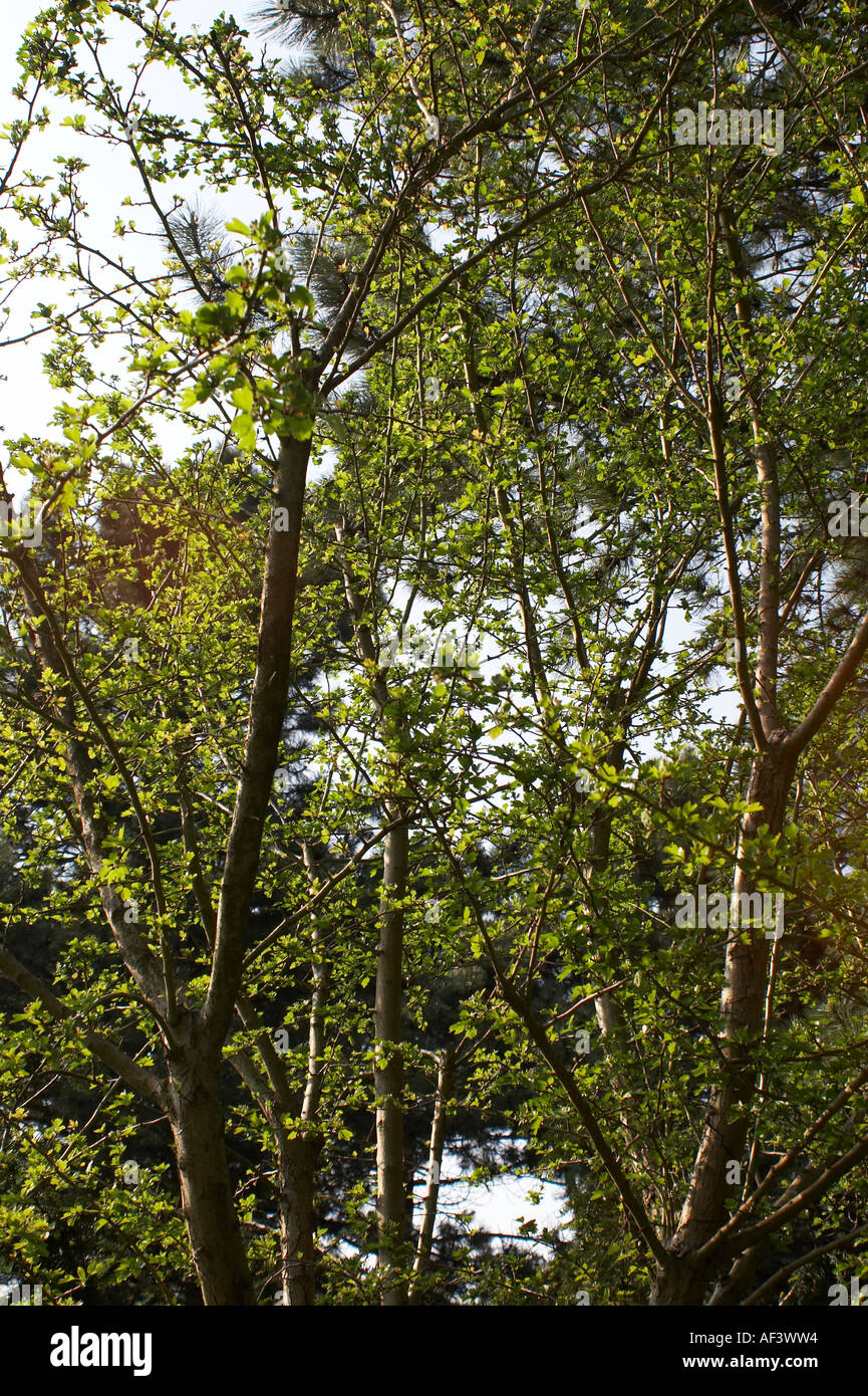 Botany trees rosaceae hawthorn hi-res stock photography and images - Alamy