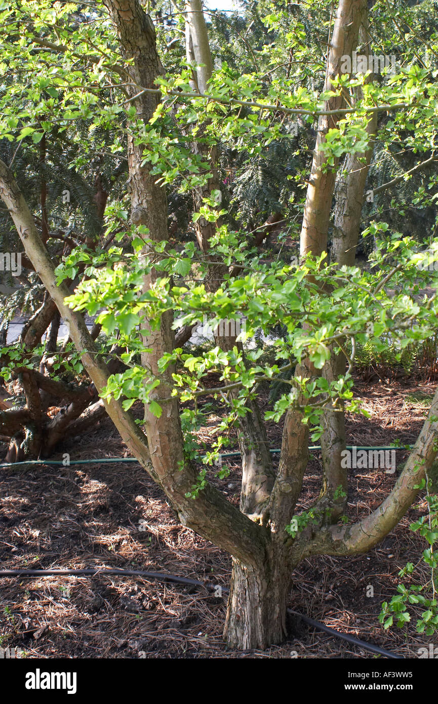 Botany trees rosaceae hawthorn hi-res stock photography and images - Alamy