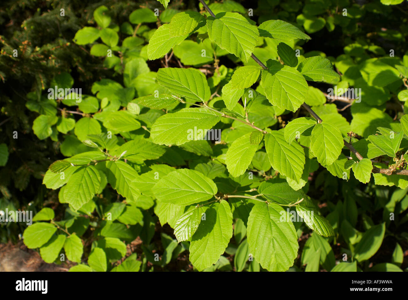 Hamamelidaceae. Hamamelis virginiana. Witch-hazel Stock Photo - Alamy