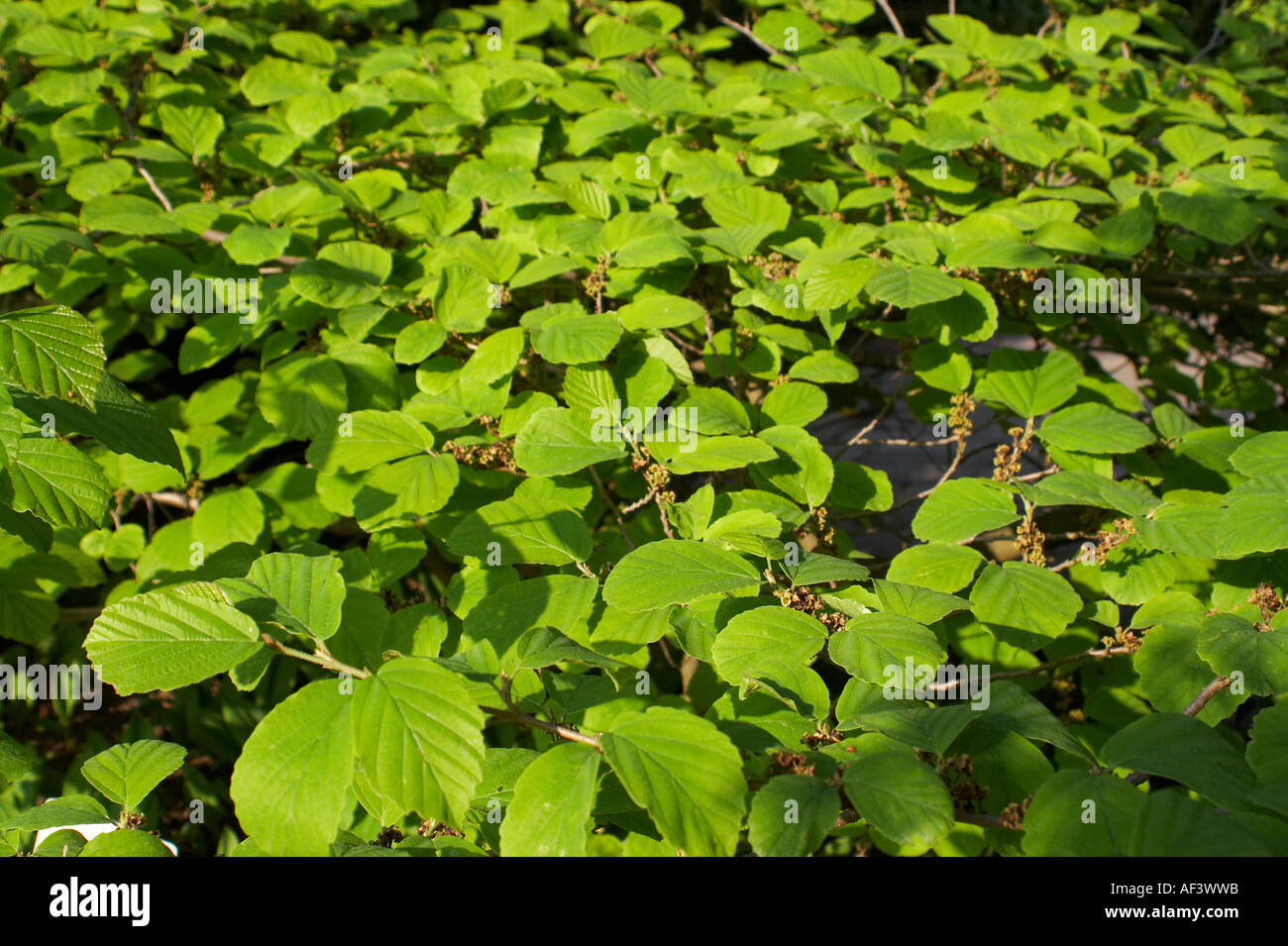 Hamamelidaceae. Hamamelis virginiana. Witch-hazel Stock Photo - Alamy