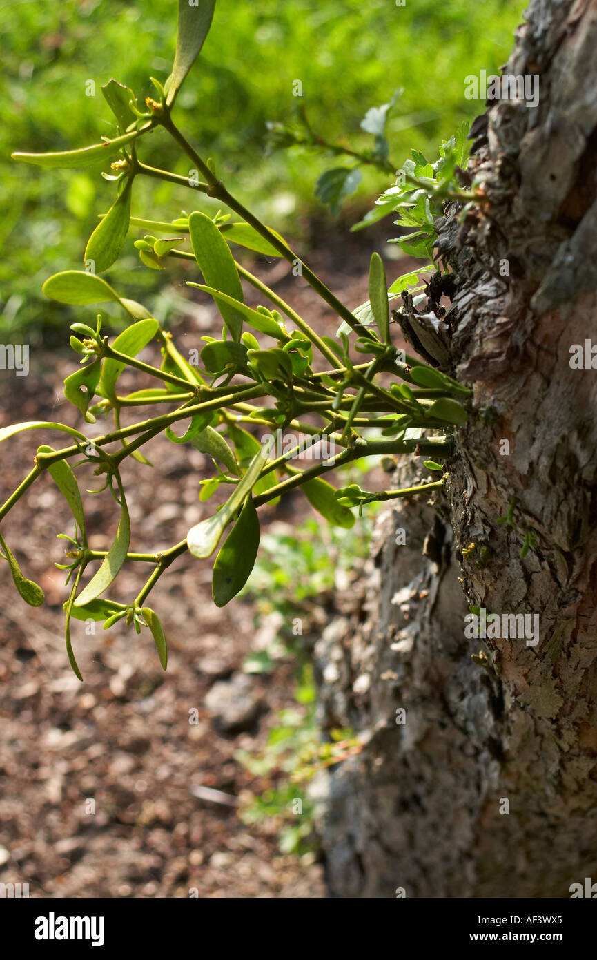 Solanaceae. Atropa belladonna. Deadly nightshade Stock Photo - Alamy