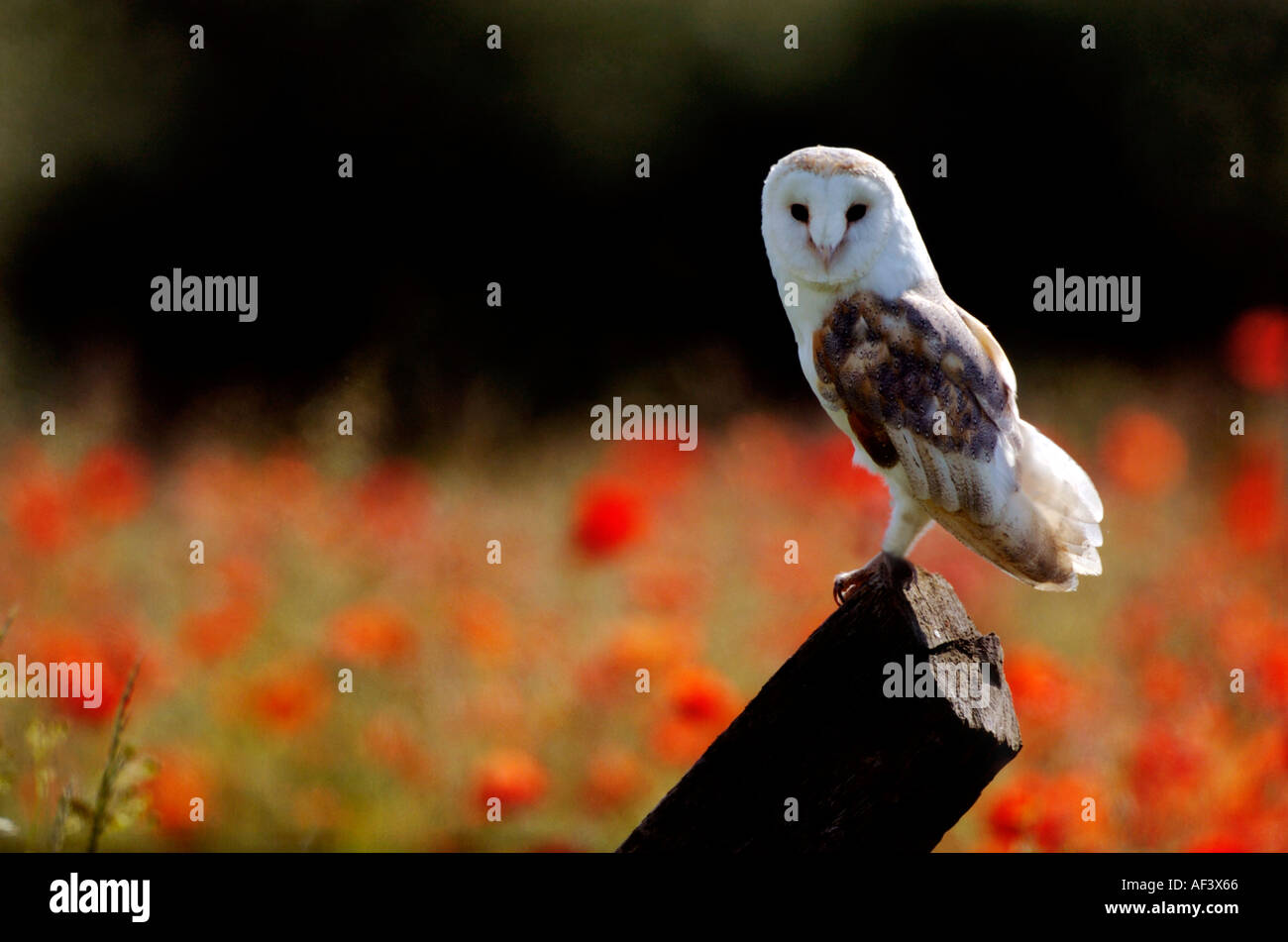 Barn owl with poppies Stock Photo - Alamy
