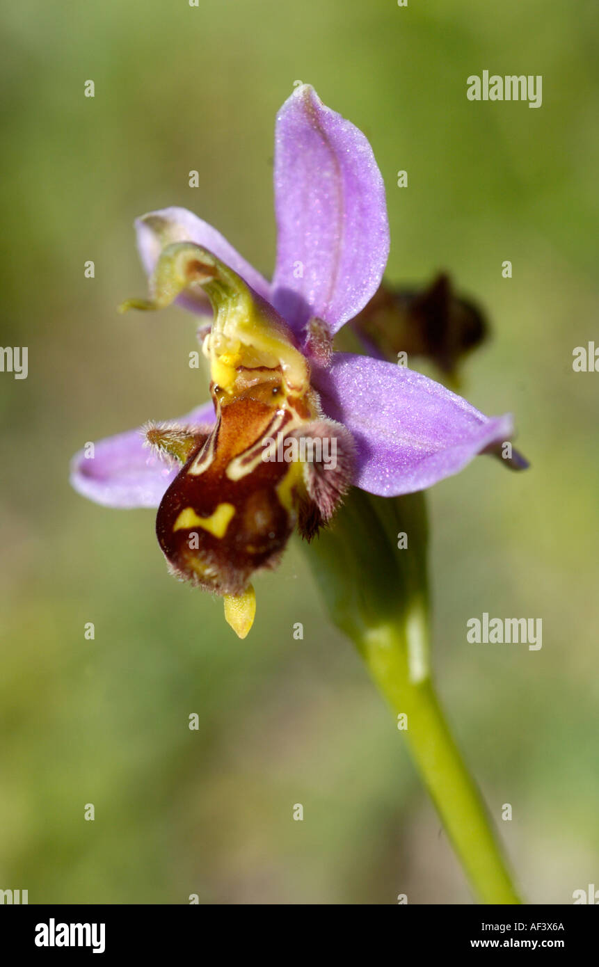 Bee orchid downs hi-res stock photography and images - Alamy