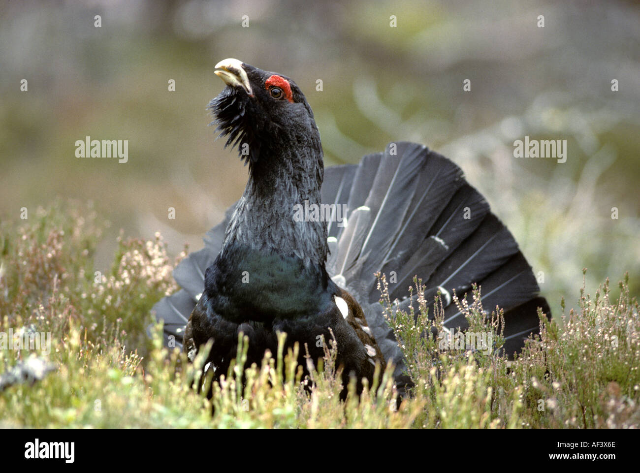 Black capercaillie feathers hi-res stock photography and images - Alamy