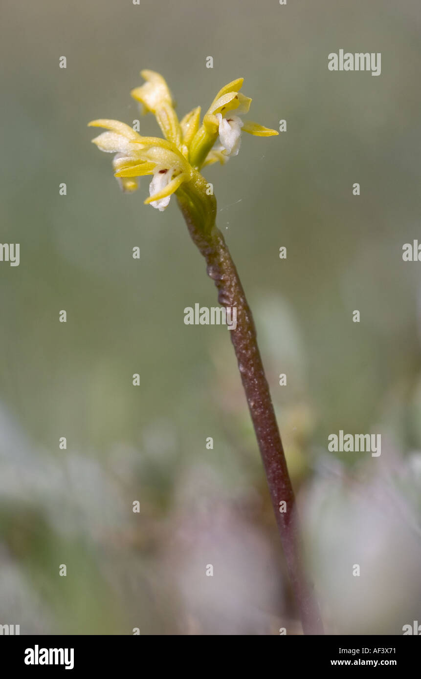Coral Root Orchid Stock Photo - Alamy