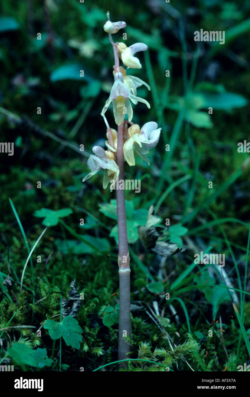 The ghost orchid hi-res stock photography and images - Alamy