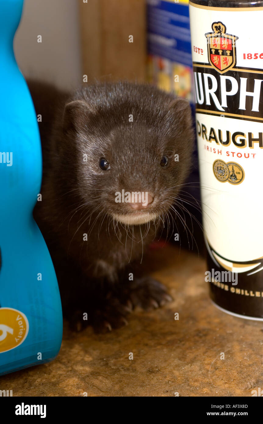 Baby mink hi-res stock photography and images - Alamy