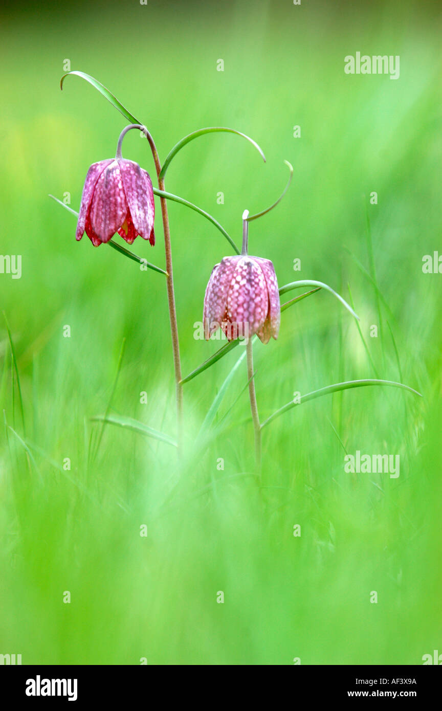 Snakes hanging hi-res stock photography and images - Alamy