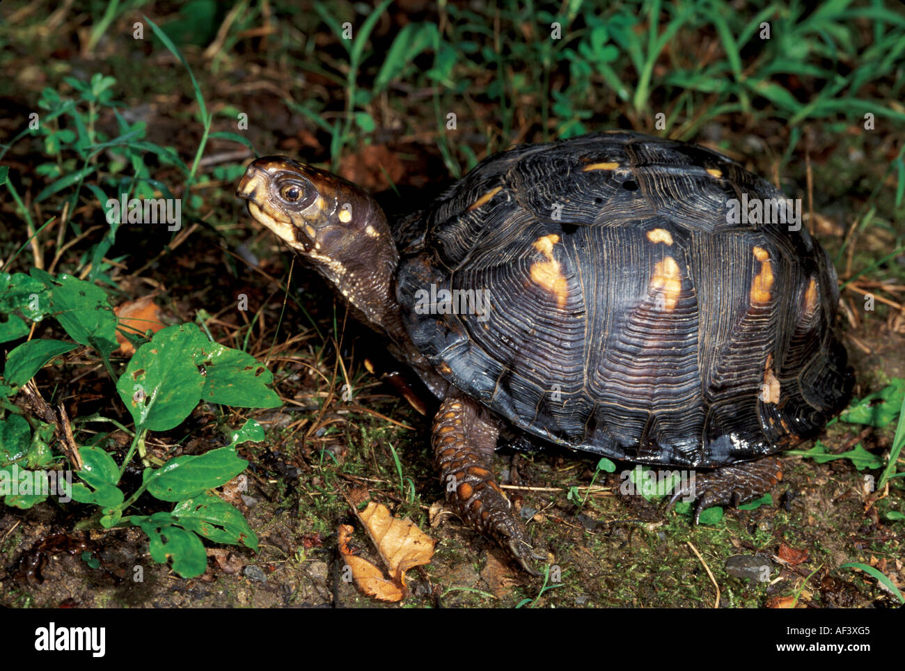Eastern Box Turtle Stock Photo - Alamy