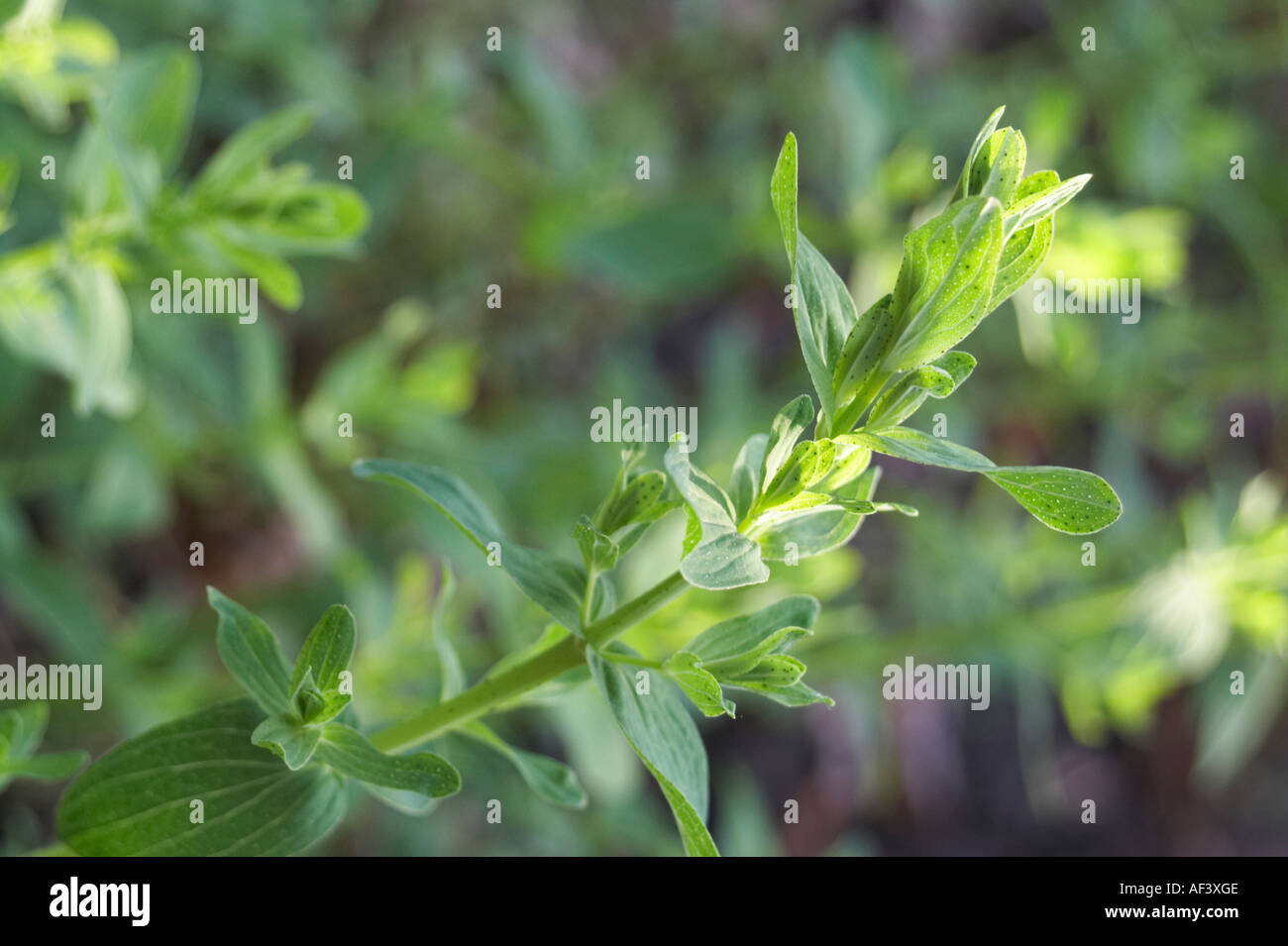 H perforatum hi-res stock photography and images - Alamy
