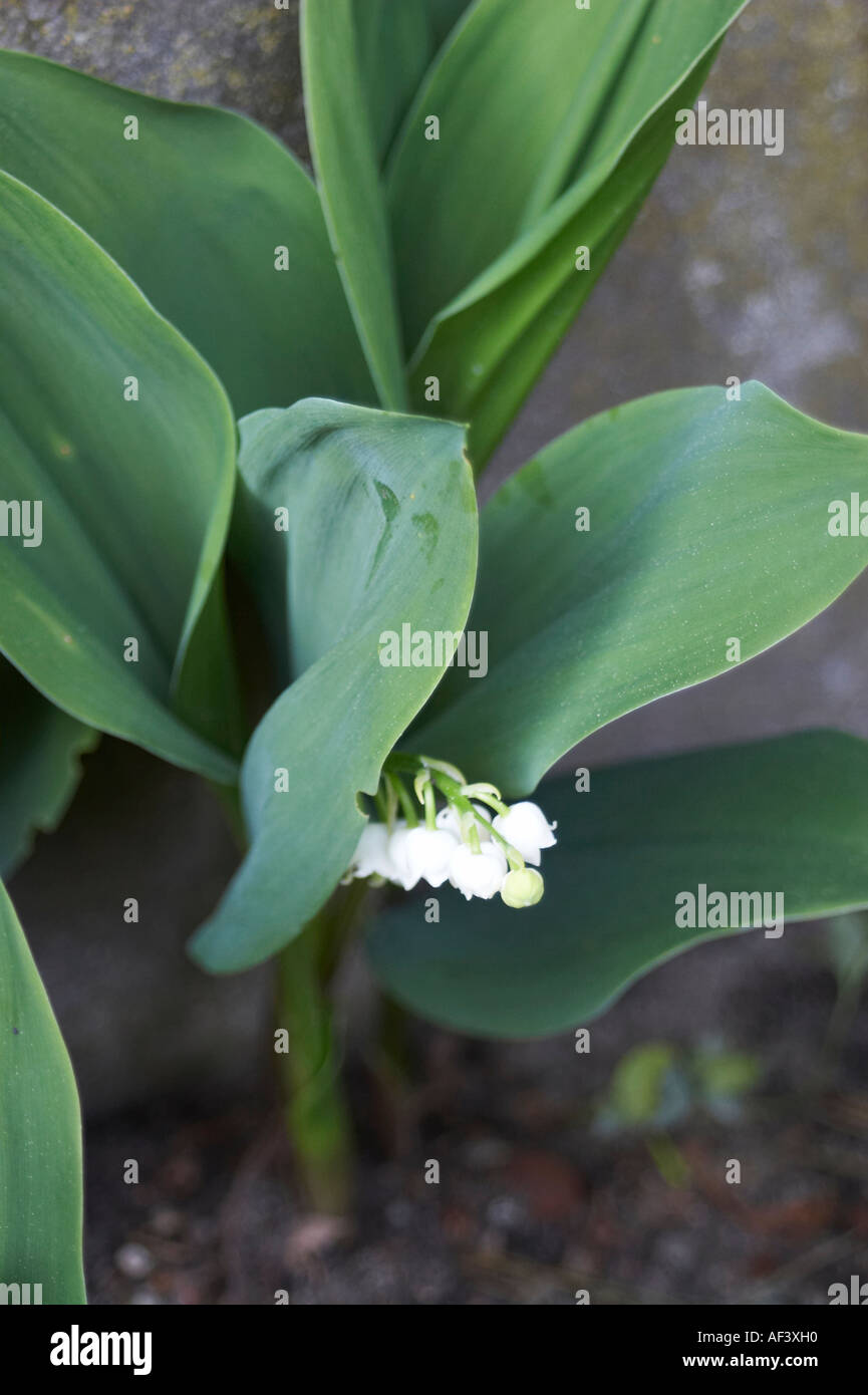 Convall lily hi-res stock photography and images - Alamy