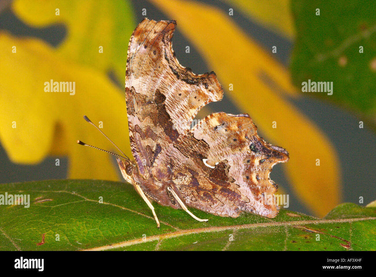Eastern comma butterfly hi-res stock photography and images - Alamy