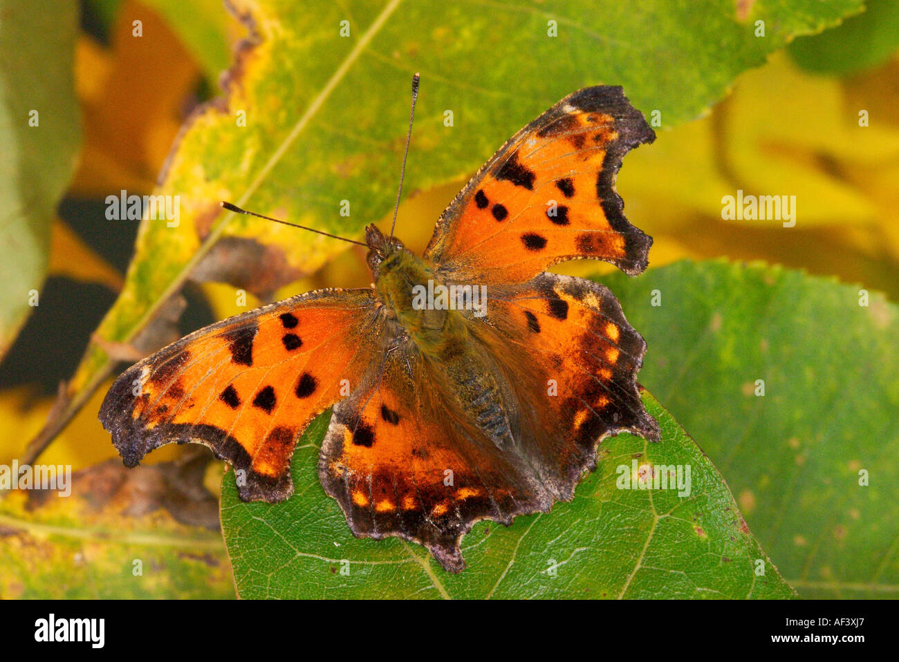 Eastern Comma Butterfly High Resolution Stock Photography and Images ...