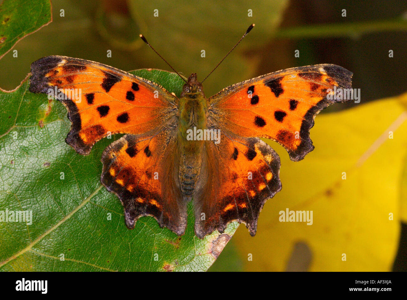 Eastern Comma Butterfly High Resolution Stock Photography and Images ...
