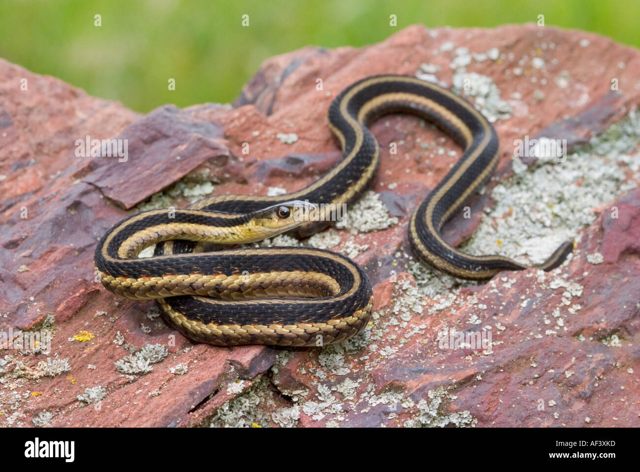 Eastern Garter Snake Stock Photo - Alamy
