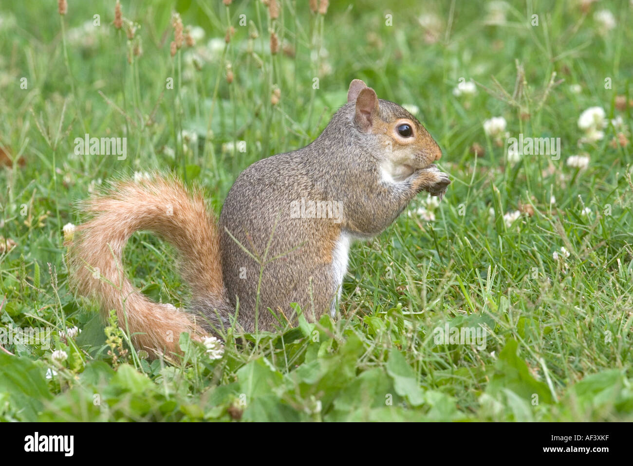 Eastern Gray Squirrel Stock Photo - Alamy