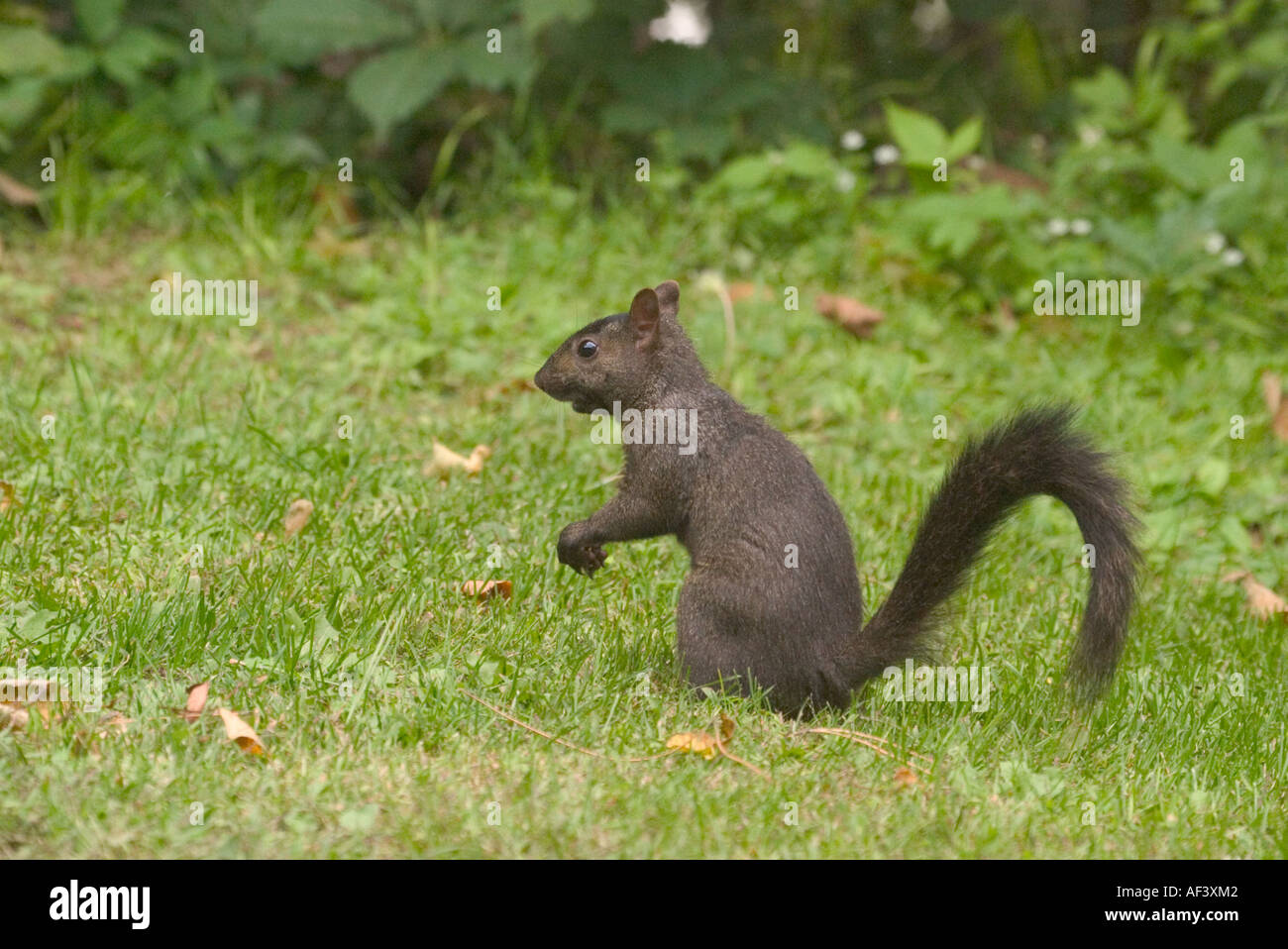 Eastern Gray Squirrel dark morph Stock Photo - Alamy