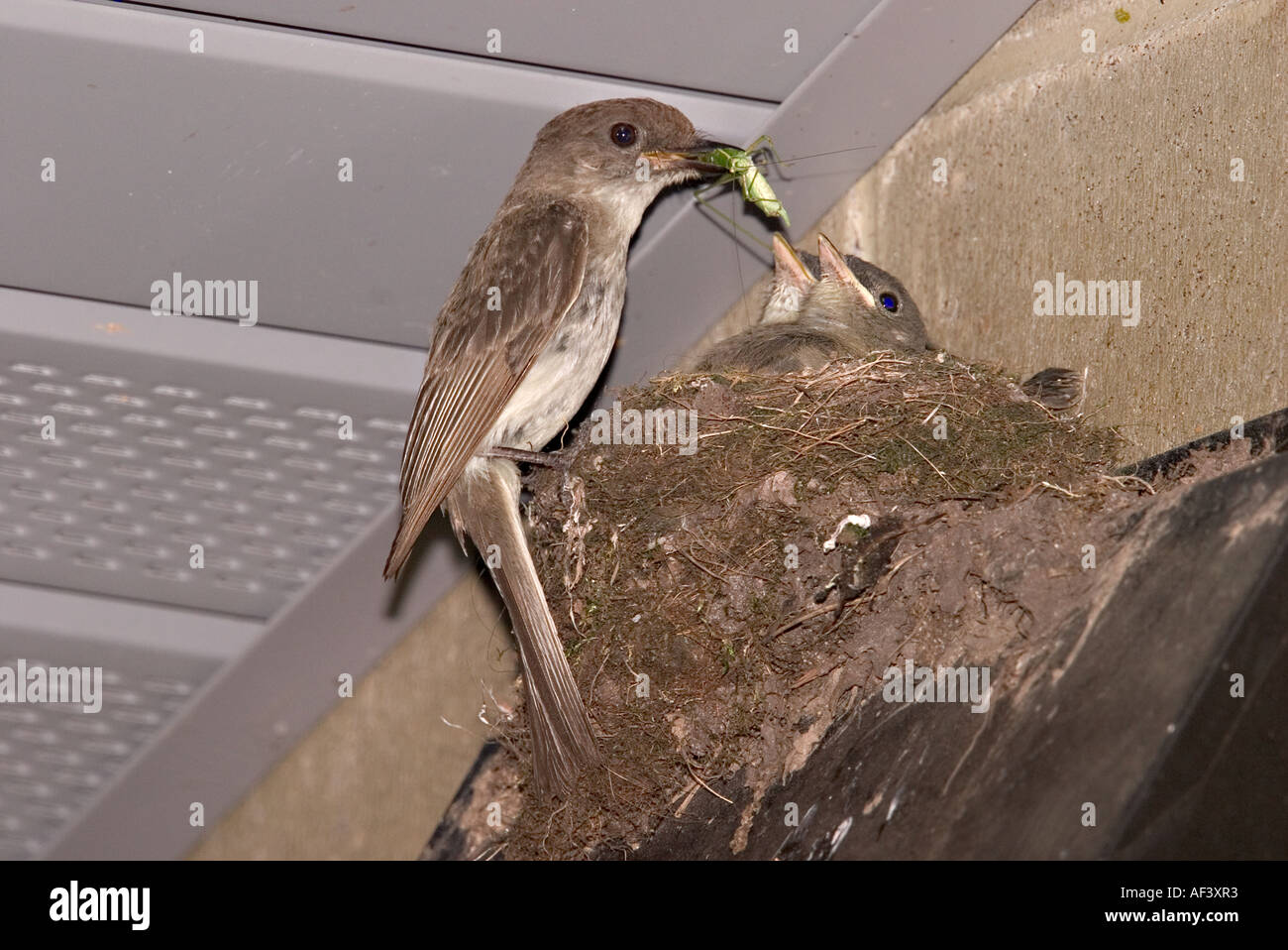 Eastern phoebe nest hi-res stock photography and images - Alamy