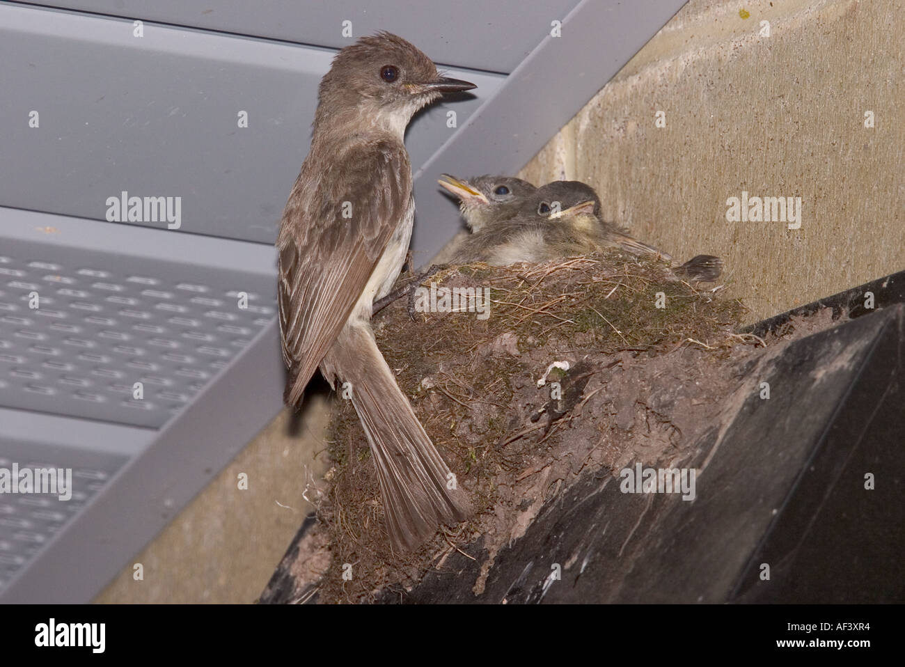 Eastern phoebe nest hi-res stock photography and images - Alamy