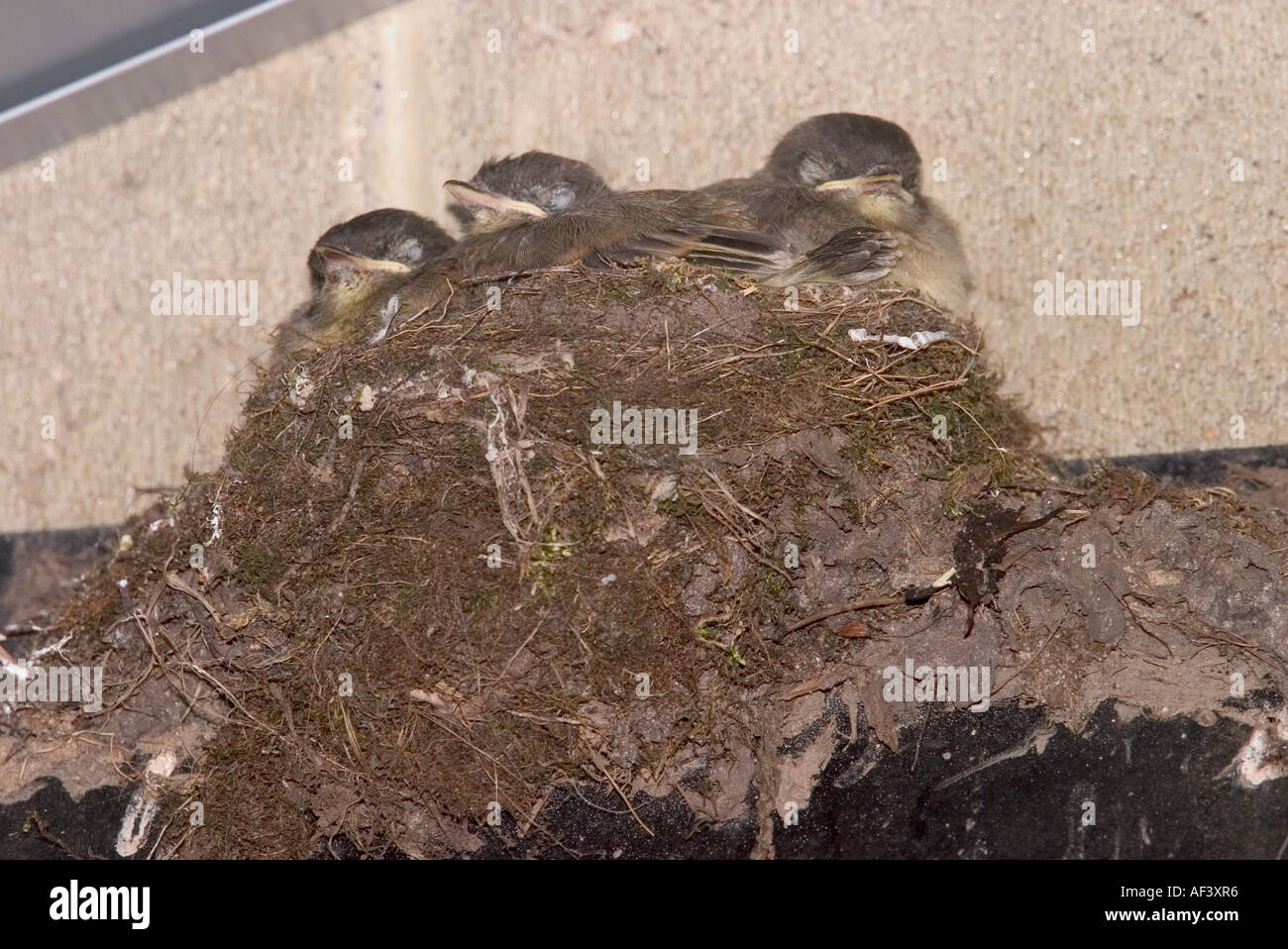Eastern phoebe and nest hi-res stock photography and images - Alamy