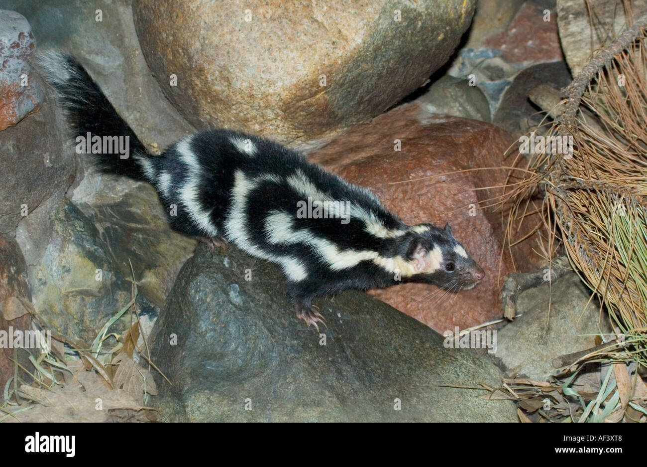 Eastern Spotted Skunk Stock Photo - Alamy