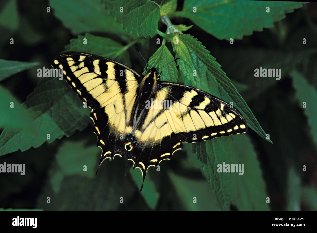 Eastern Tiger Swallowtail Papilio glaucus Chicago Brookfield Zoo ...