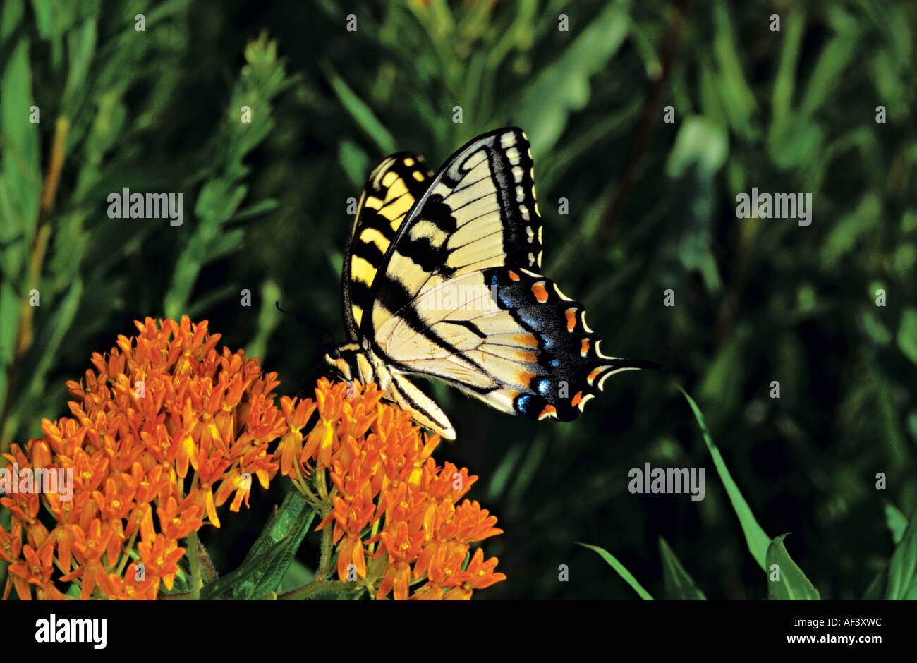 Eastern tiger swallowtail butterfly flower hi-res stock photography and ...