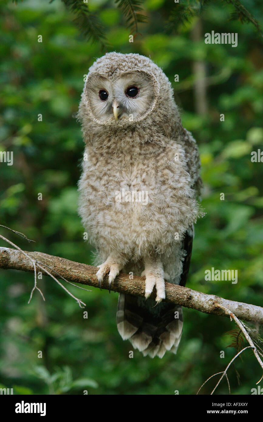 young ural owl on branch / Strix uralensis Stock Photo - Alamy