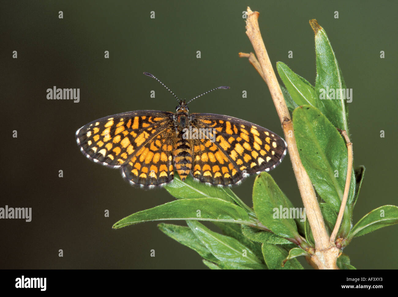 Elada hi-res stock photography and images - Alamy