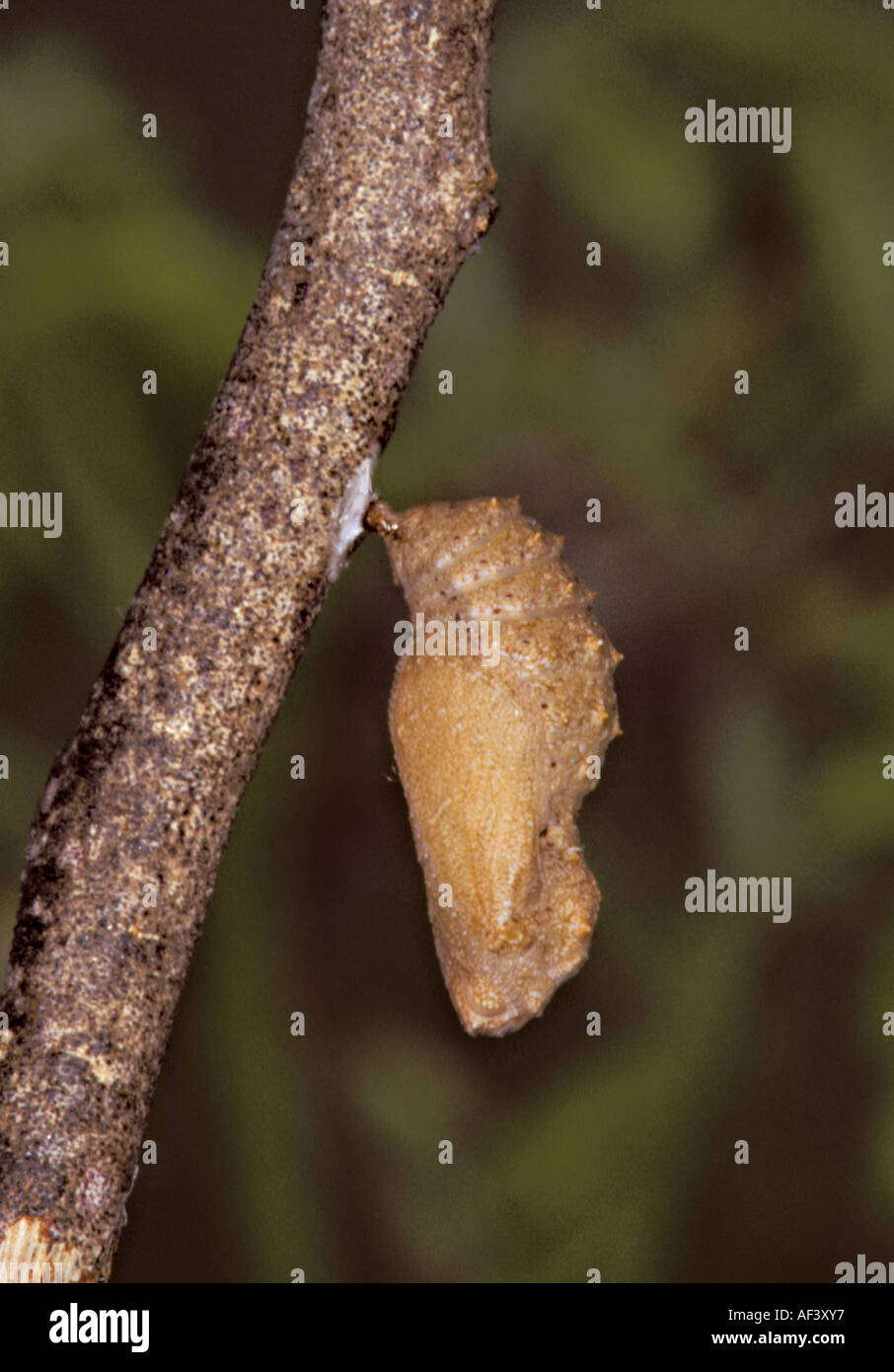 Elada Checkerspot Texola elada Santa Catalina Mtns Tucson ARIZONA ...