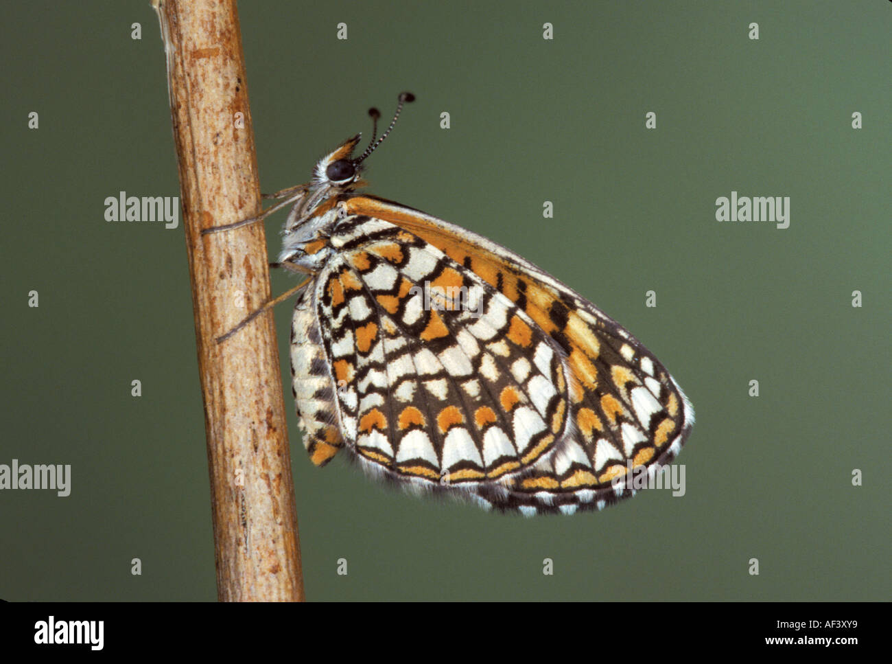 Elada hi-res stock photography and images - Alamy