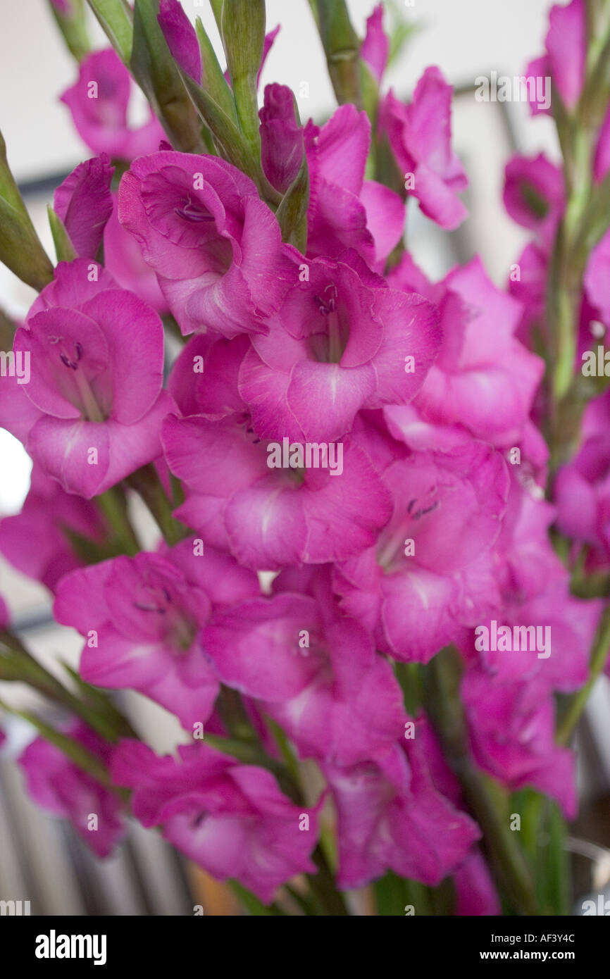 Gladiolis hi-res stock photography and images - Alamy