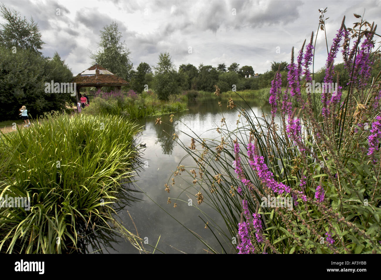 The London Wetlands Centre a Wildlife Reserve in London UK Stock Photo ...