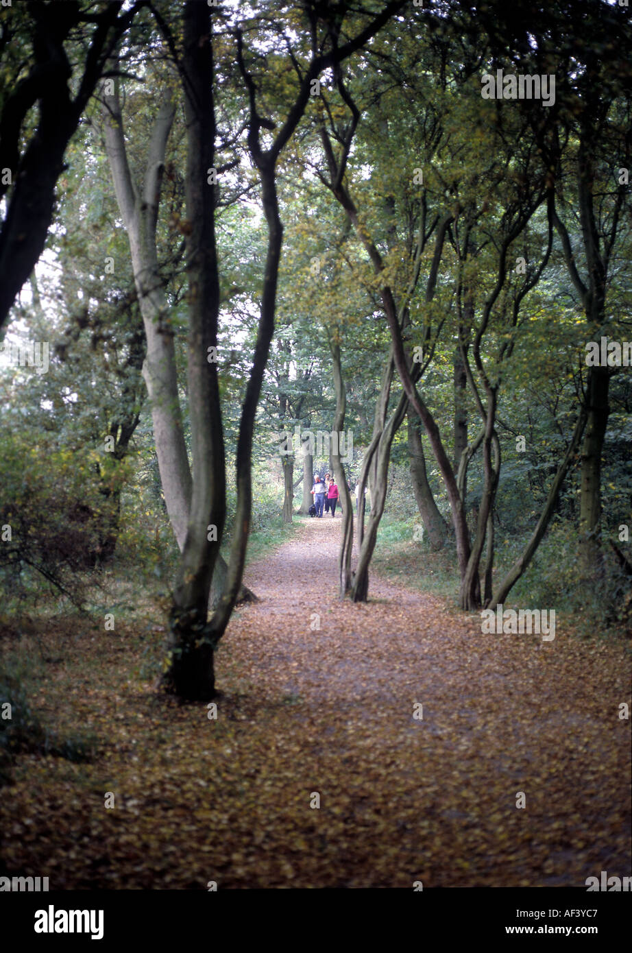 Battle of Bosworth Guided Walk through trees Stock Photo - Alamy