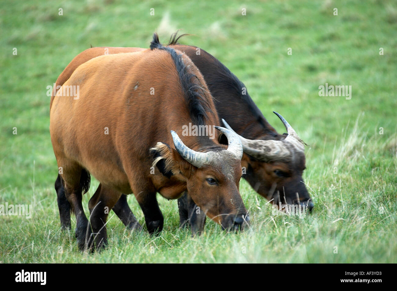 Forest buffalo syncerus caffer nanus hi-res stock photography and ...
