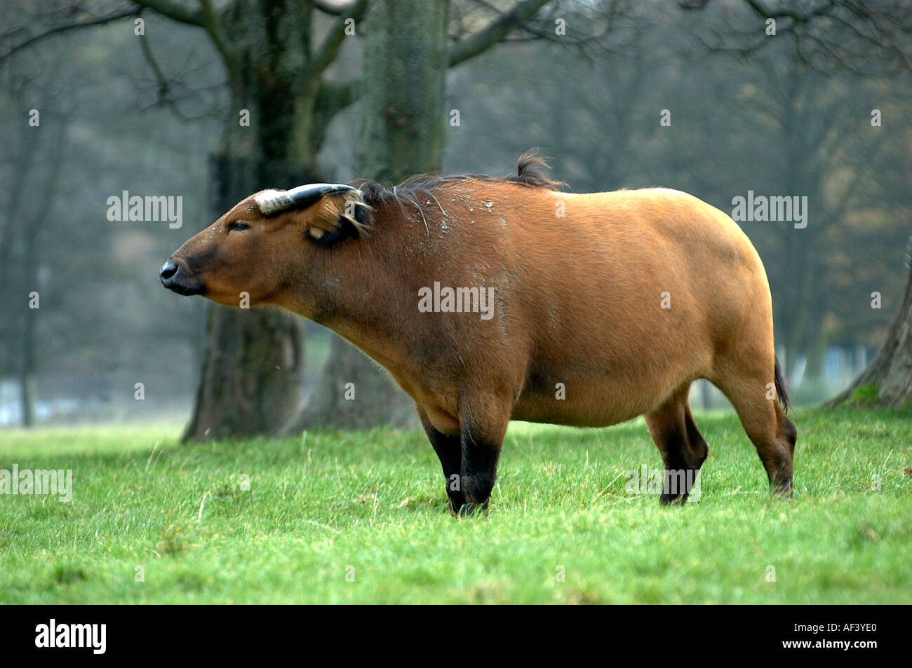 Forest buffalo syncerus caffer nanus hi-res stock photography and ...