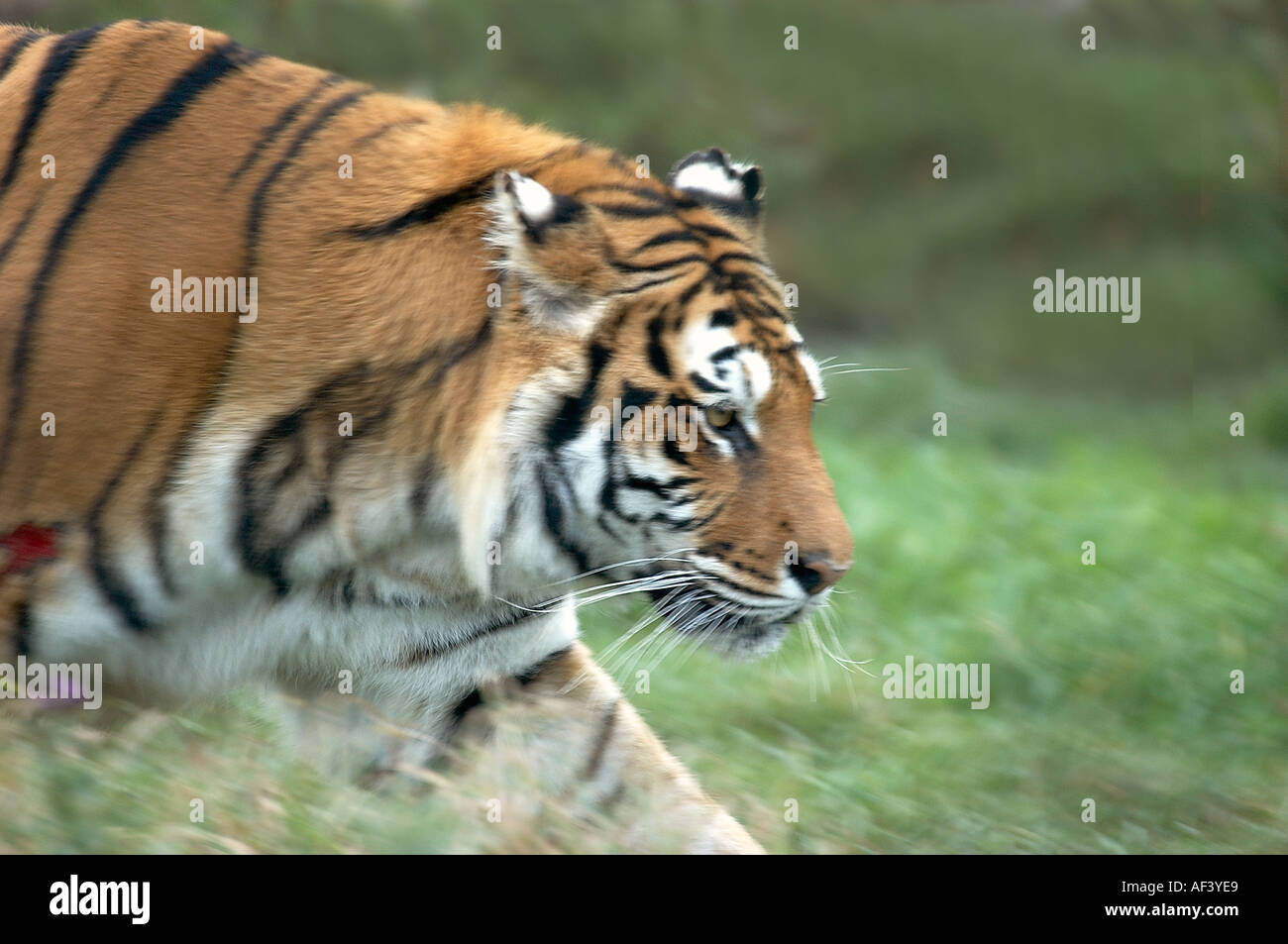 Stealthy tiger hi-res stock photography and images - Alamy