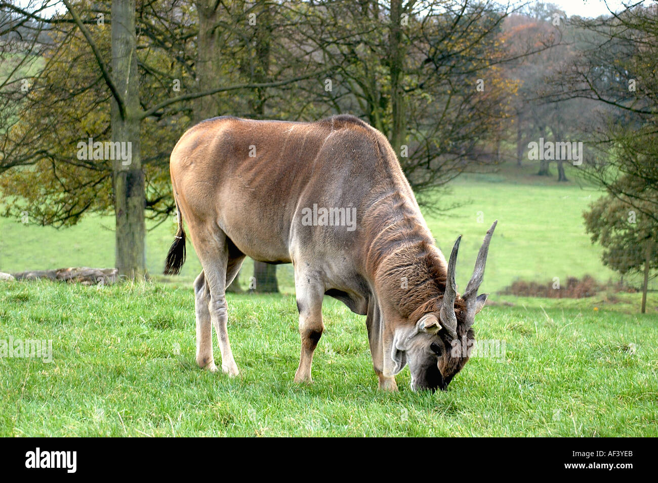 Elan mammal wildlife animal hi-res stock photography and images - Alamy