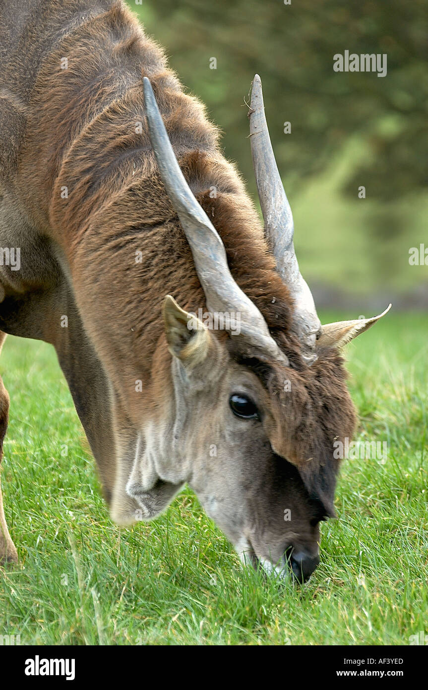 Elan mammal wildlife animal hi-res stock photography and images - Alamy