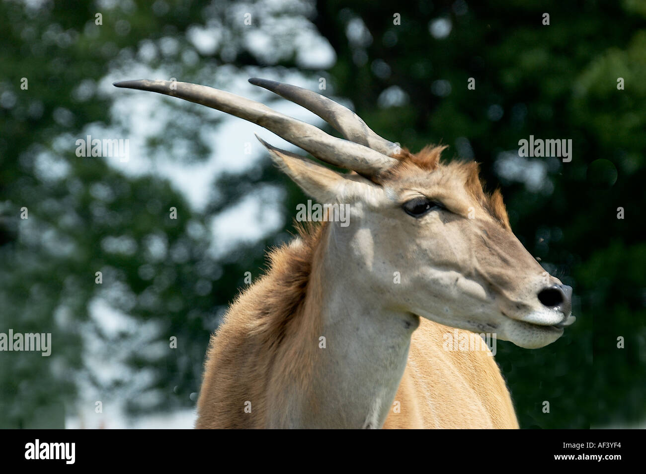 Elan mammal wildlife animal hi-res stock photography and images - Alamy