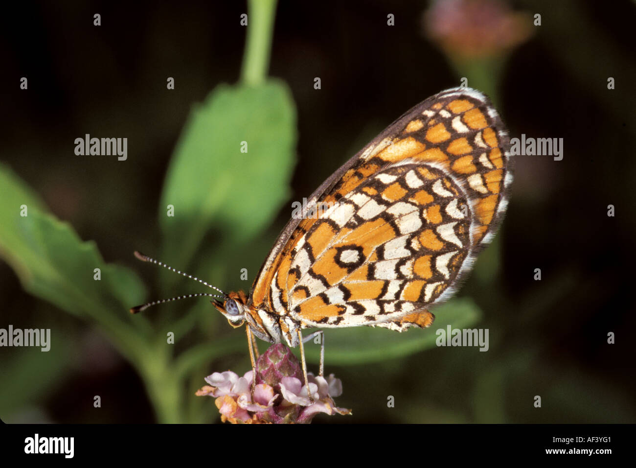 Elada hi-res stock photography and images - Alamy